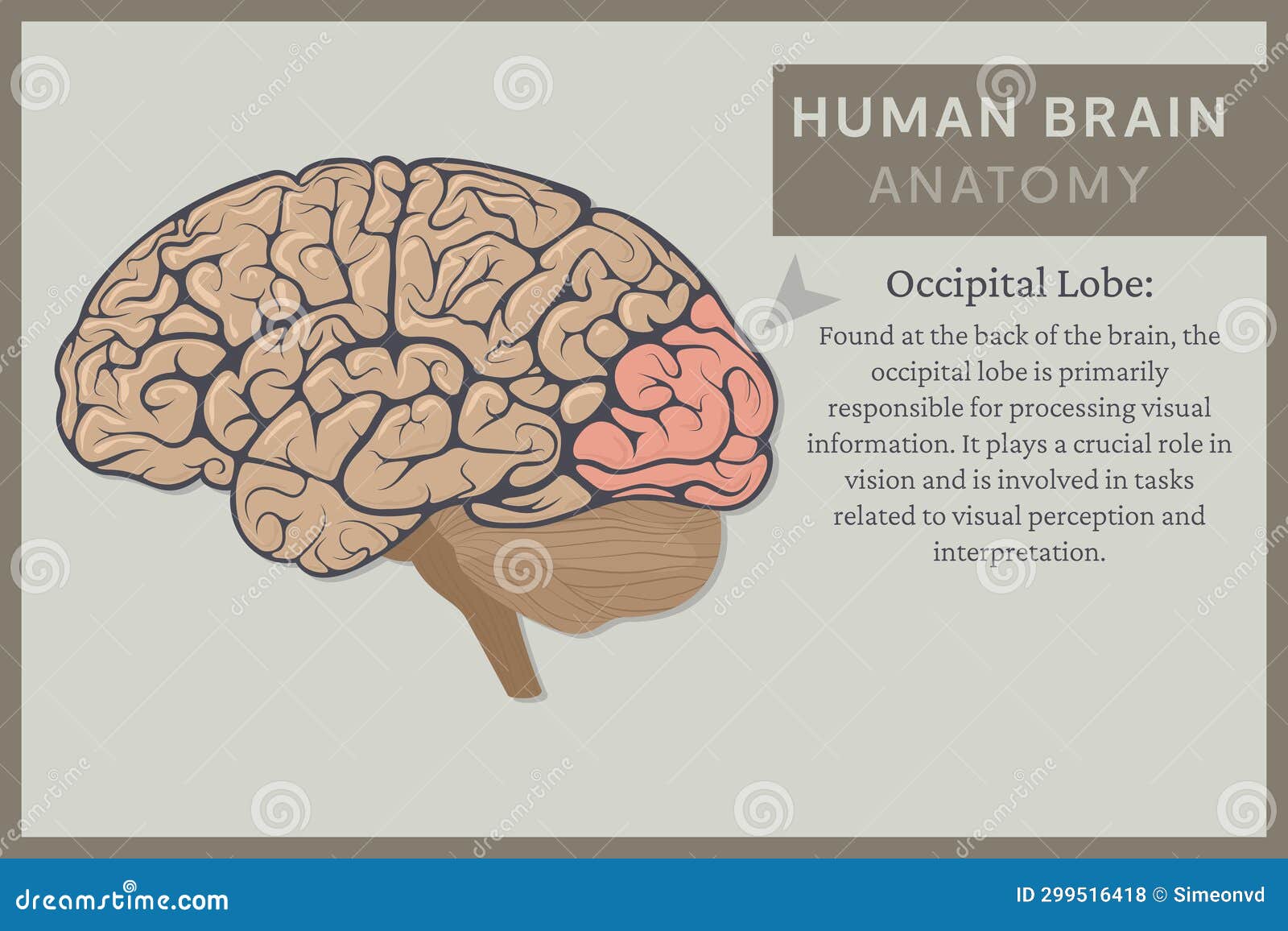 Anatomy of the Human Brain: Structure and Functions. Vector ...