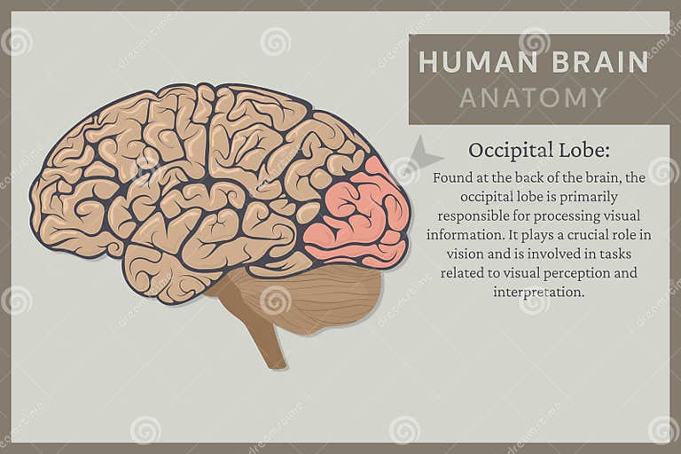 Anatomy of the Human Brain: Structure and Functions. Vector ...