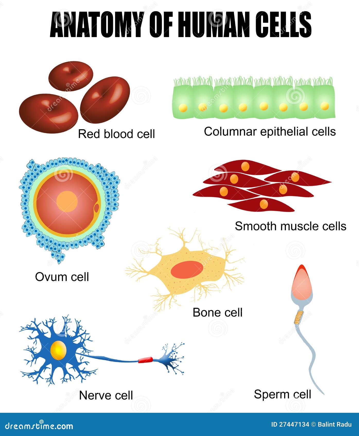 Anatomy of human cells stock illustration. Illustration of clinic ...