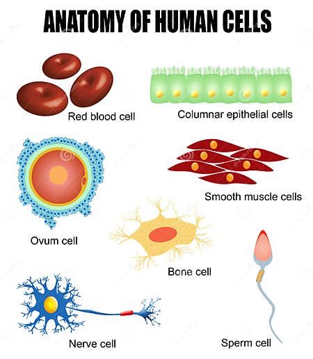 Anatomy of human cells stock illustration. Illustration of clinic ...
