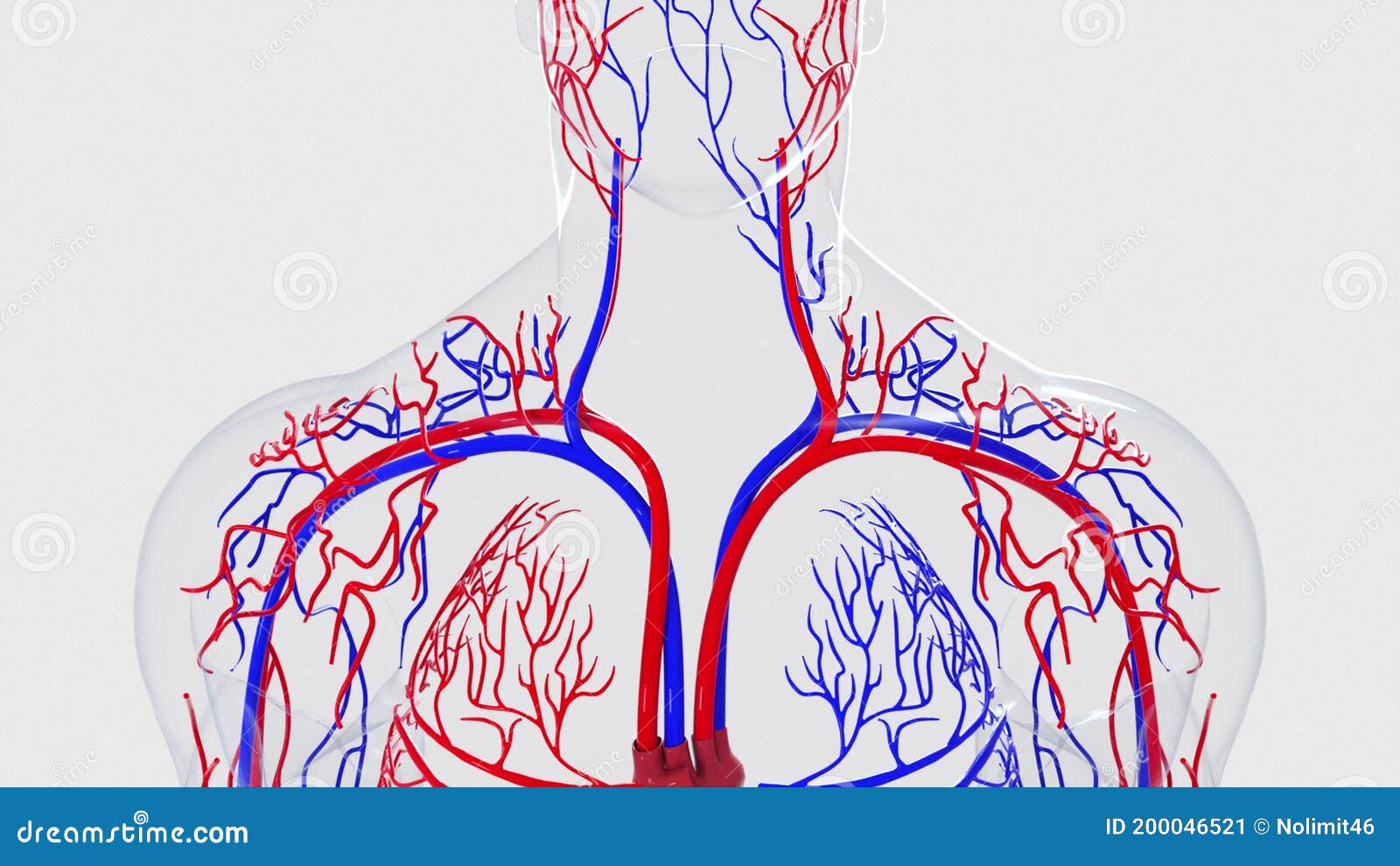 Anatomy Of The Human Circulatory System From Head To Toe, Computer ...