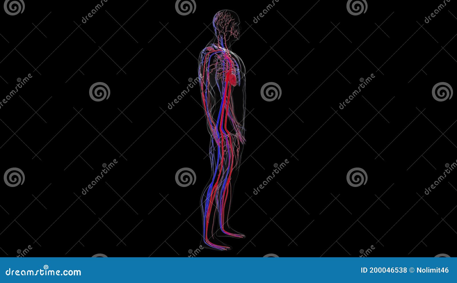 Anatomy of the Human Circulatory System from Head To Toe, Computer ...