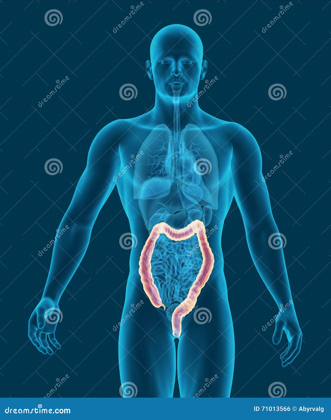 Anatomy of Human Colon with Digestive Organs 3d Illustration Stock ...