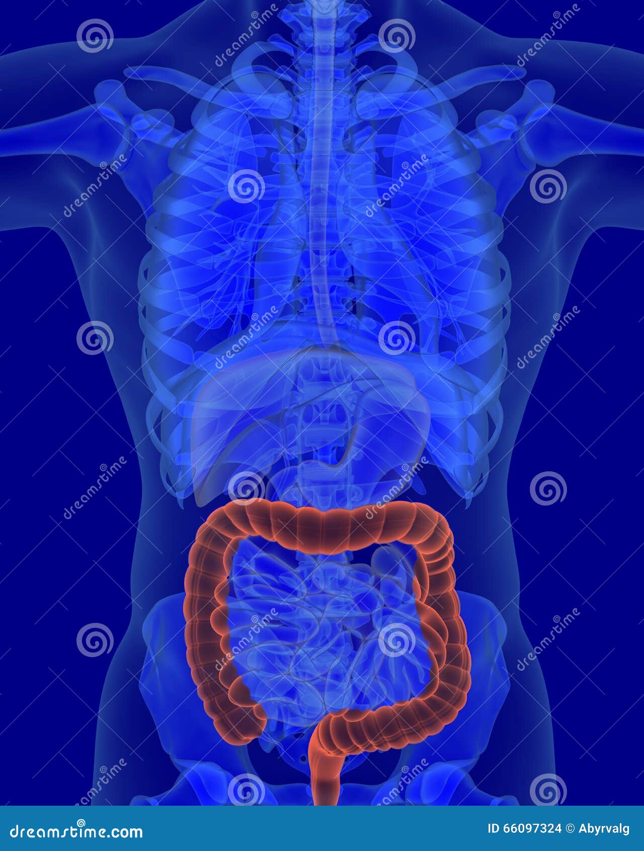 Anatomy of Human Colon with Digestive Organs Stock Illustration ...