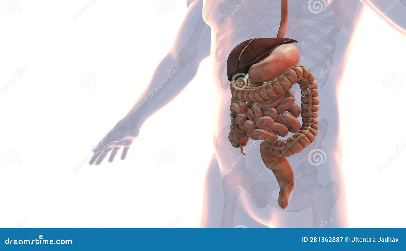 Anatomy of Human Digestive System 3D Illustration Stock Illustration ...