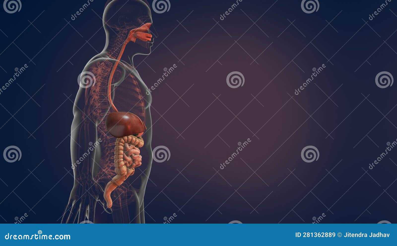 Anatomy of Human Digestive System 3D Illustration Stock Illustration ...