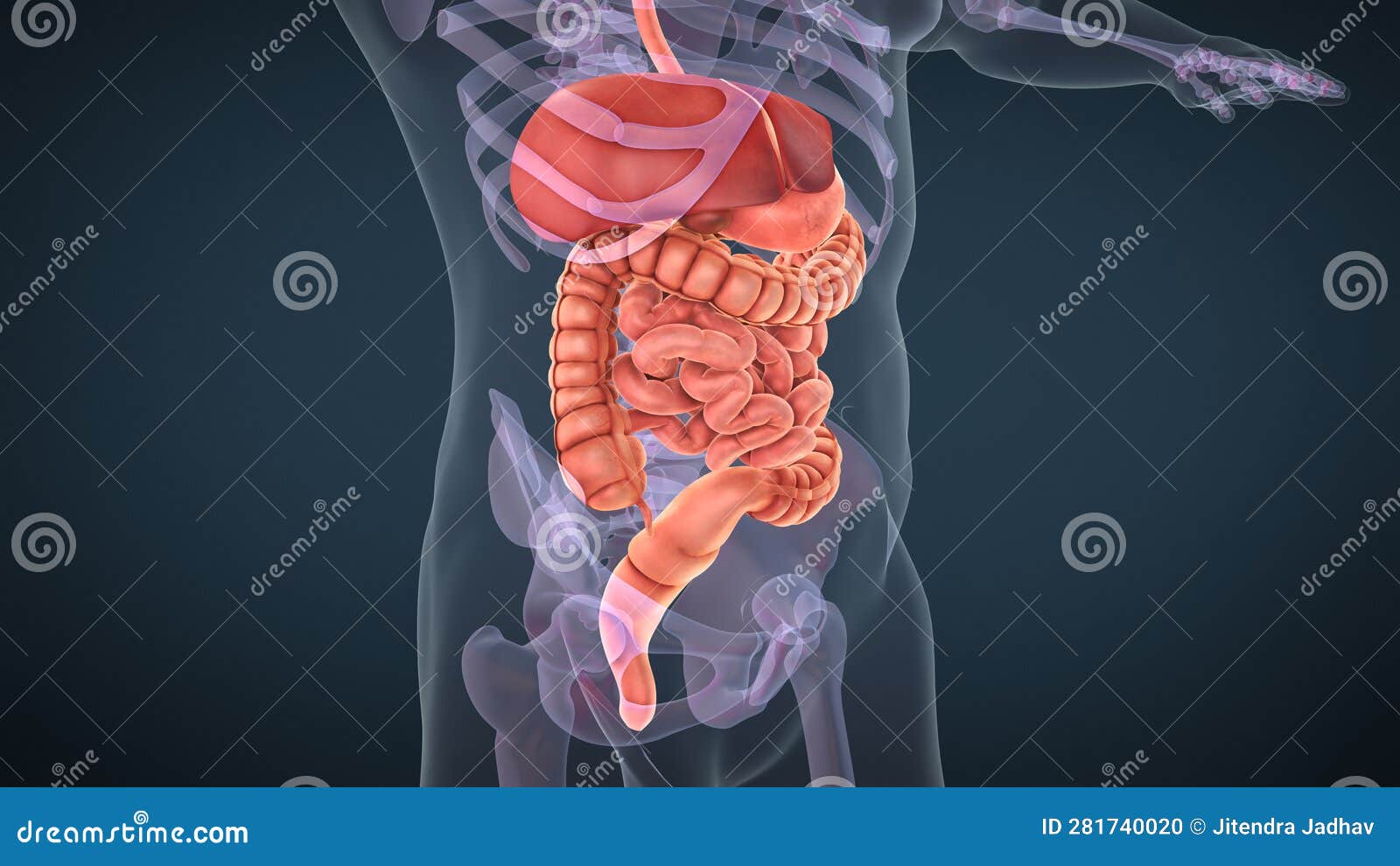 Anatomy of Human Digestive System Stock Illustration - Illustration of ...