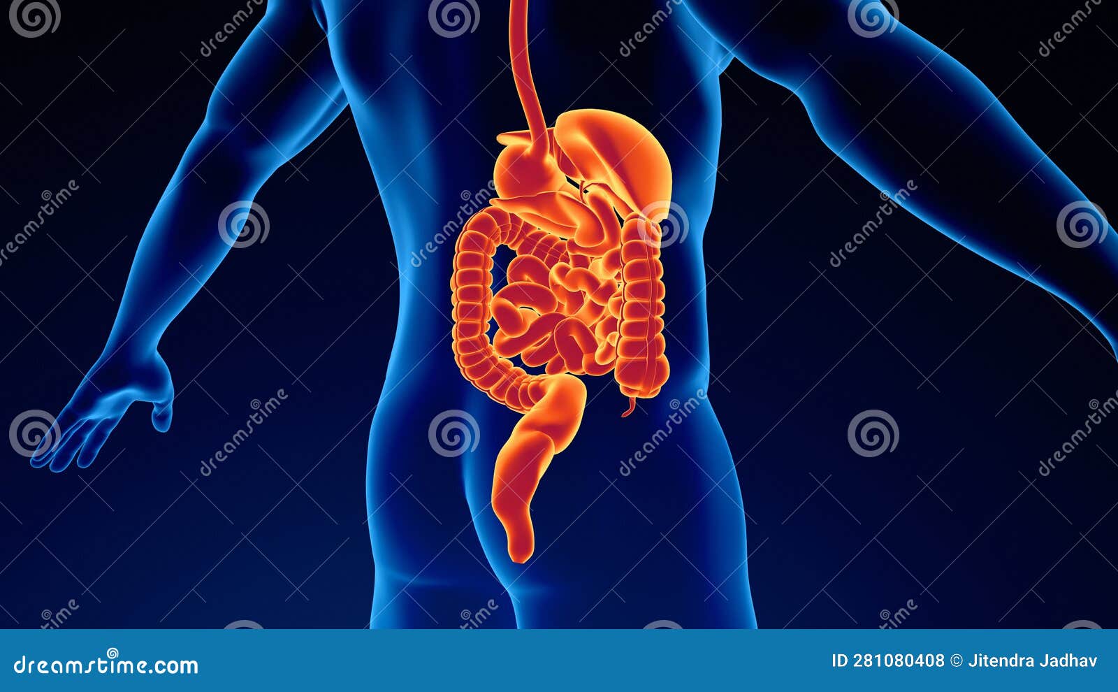 Anatomy of Human Digestive System Stock Illustration - Illustration of ...
