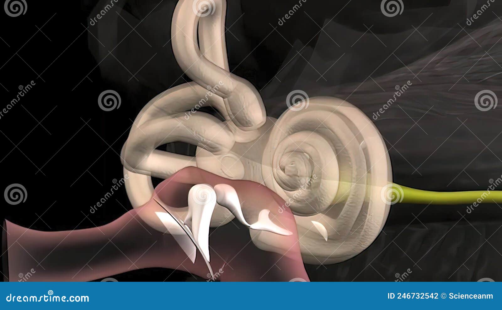 Anatomy of the Human Ear and Inner Ear Structure. Input of Sound ...