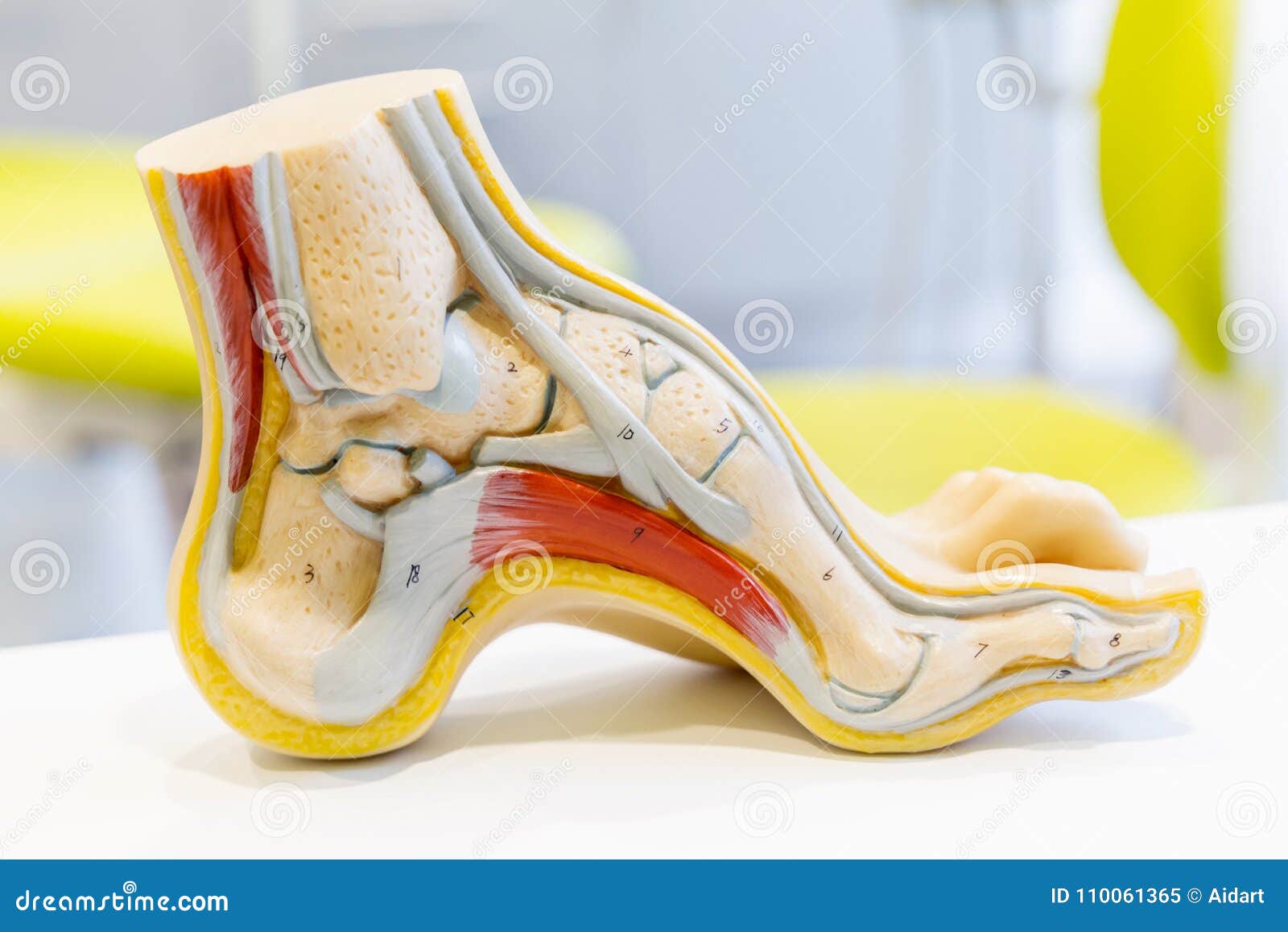 Anatomy human foot model stock image. Image of anatomy - 110061365