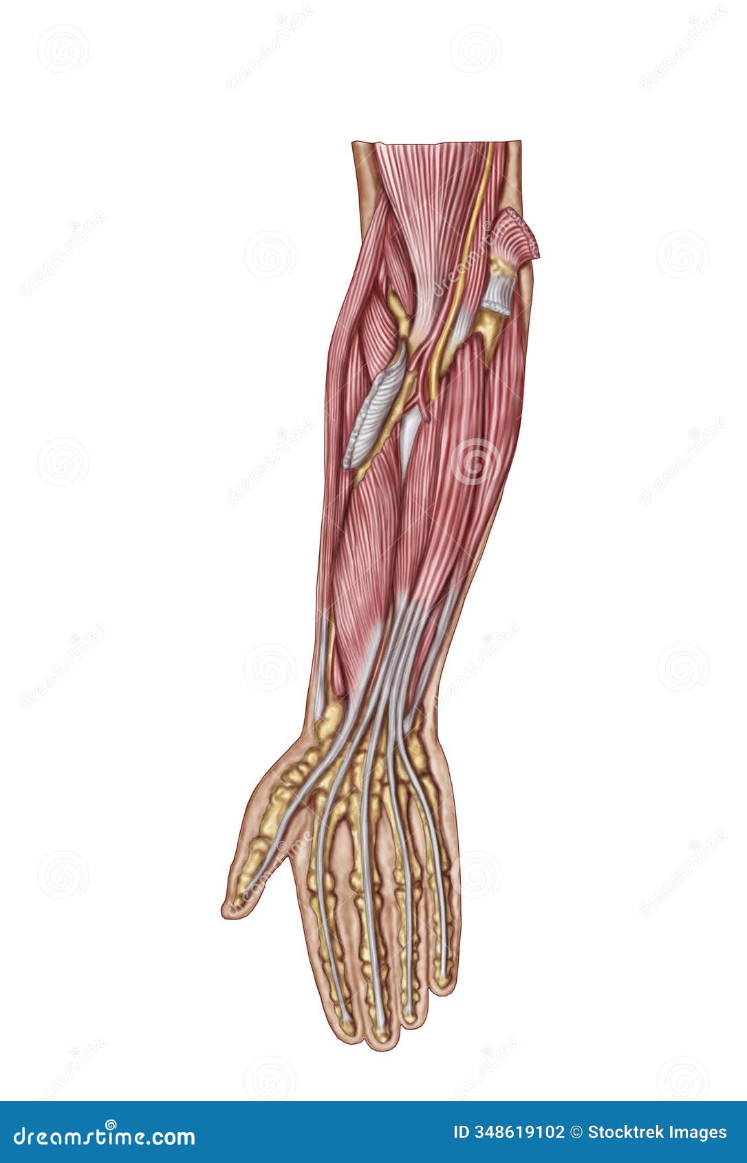 Anatomy of Human Forearm Muscles, Deep Anterior View. Stock Photo ...