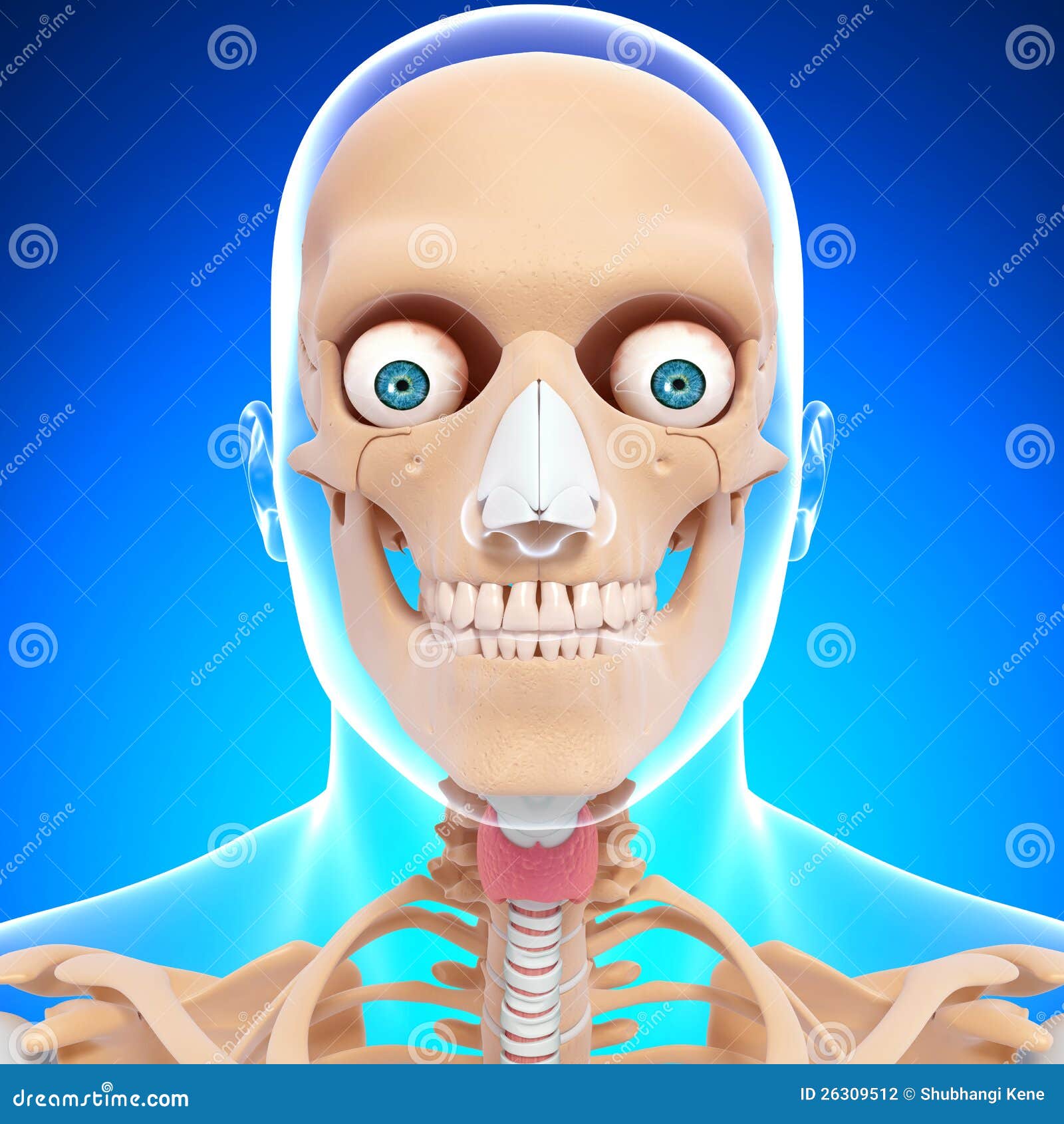 Anatomy of Human Head Skeleton in Blue Stock Illustration ...