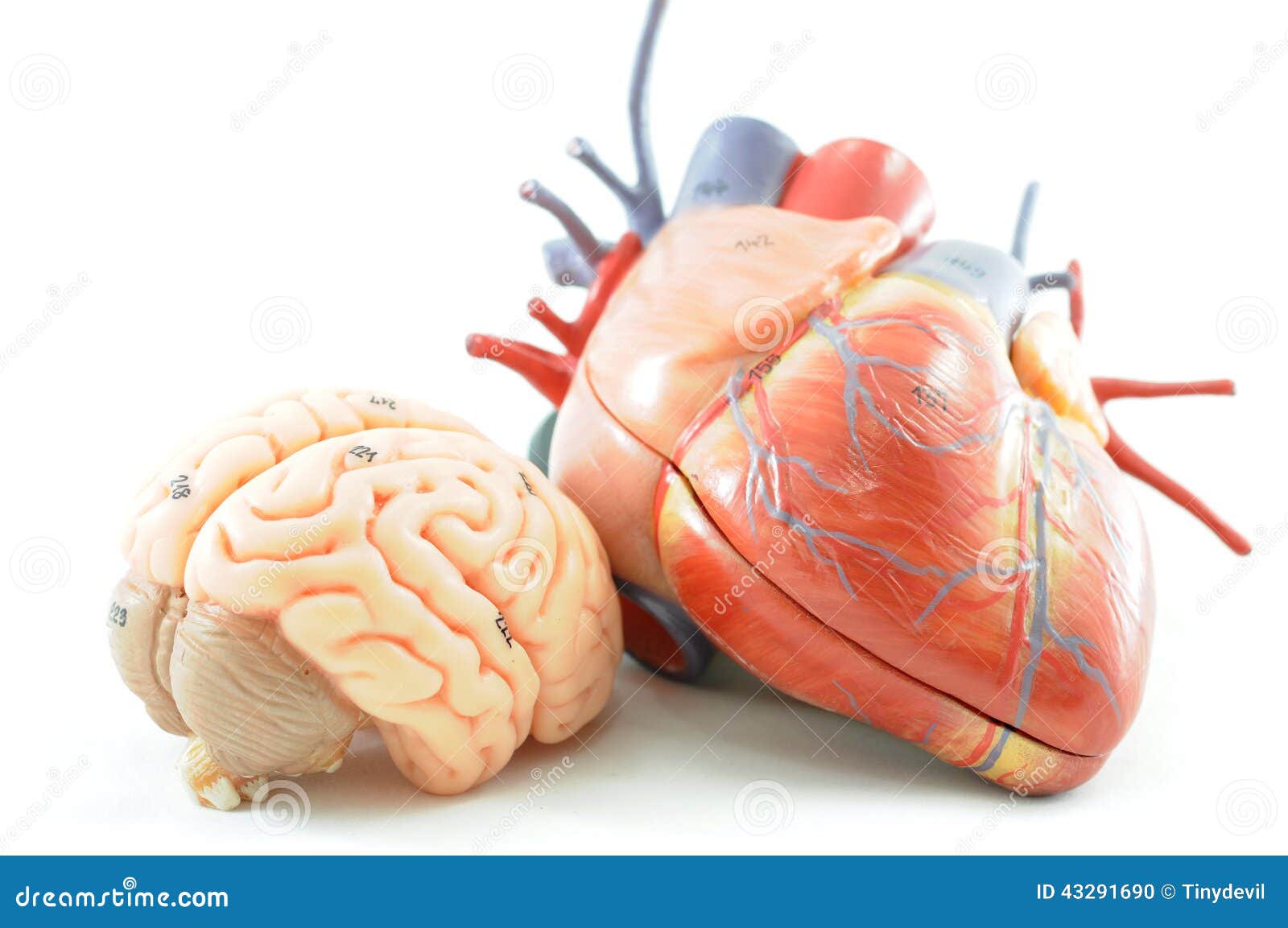 Anatomy of Human Heart and Brain Stock Photo - Image of education ...