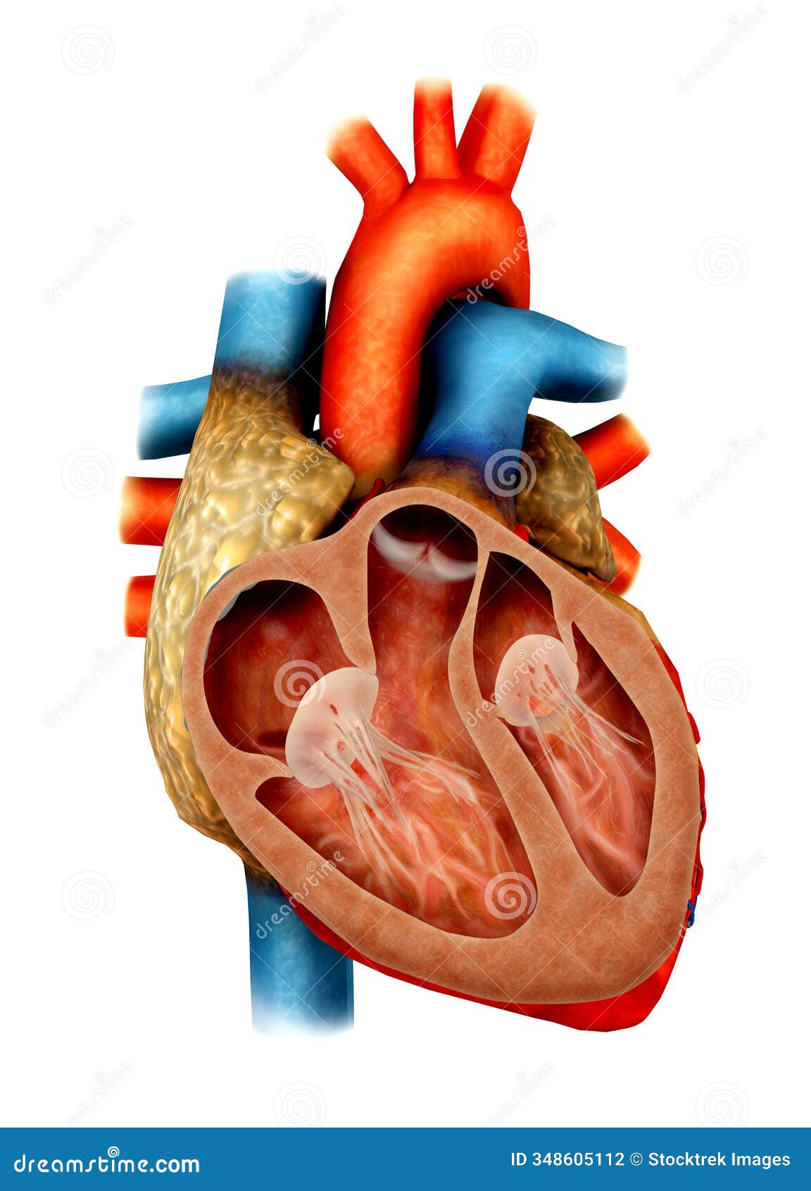 Anatomy of Human Heart, Cross Section. Stock Illustration ...