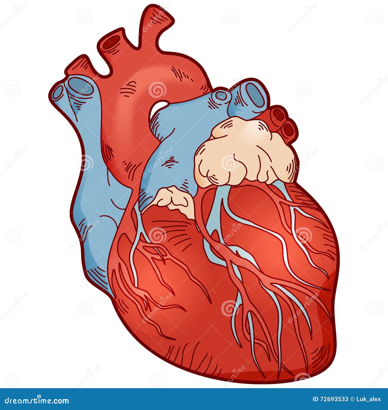 Anatomy Human Heart Cartoon Vector | CartoonDealer.com #72693533