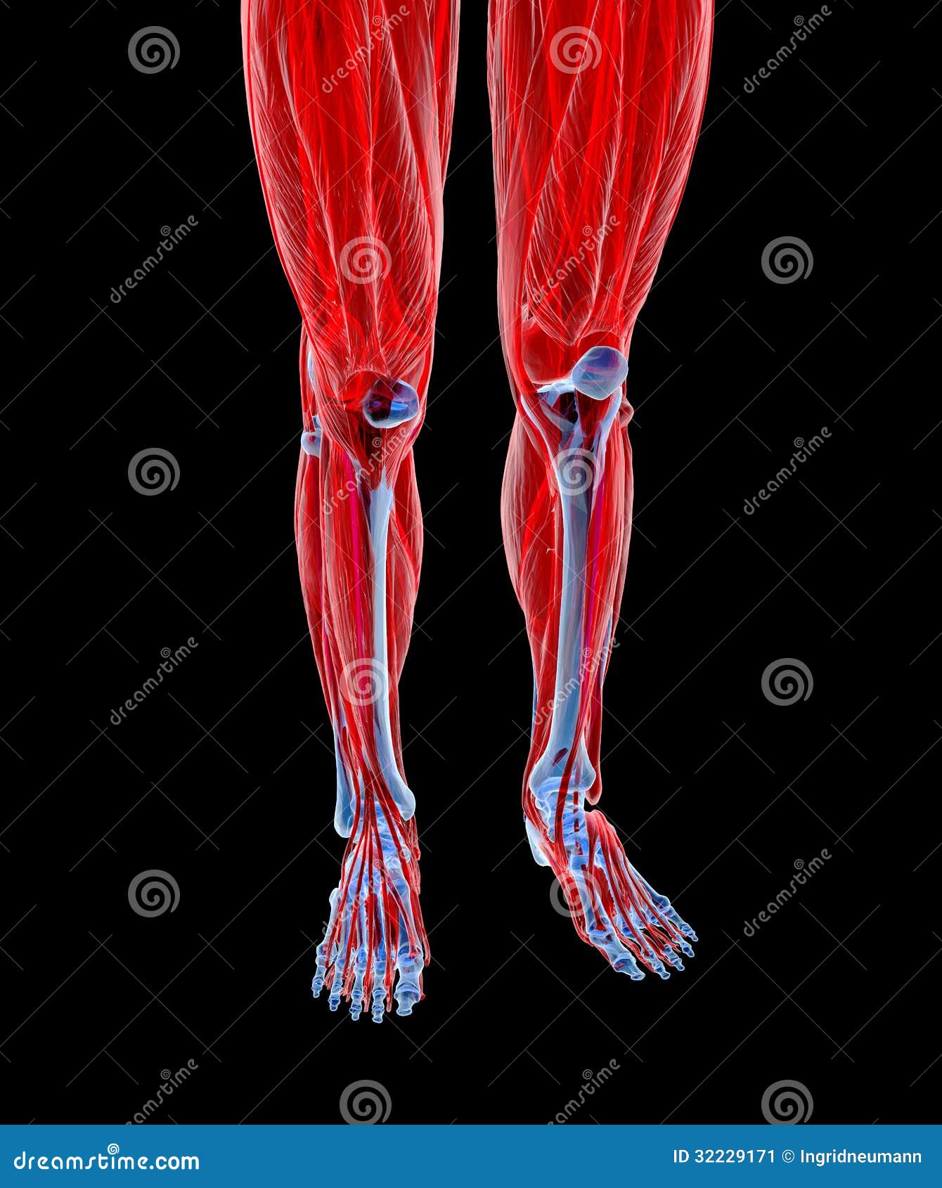 Anatomy of human Legs stock illustration. Illustration of biology ...