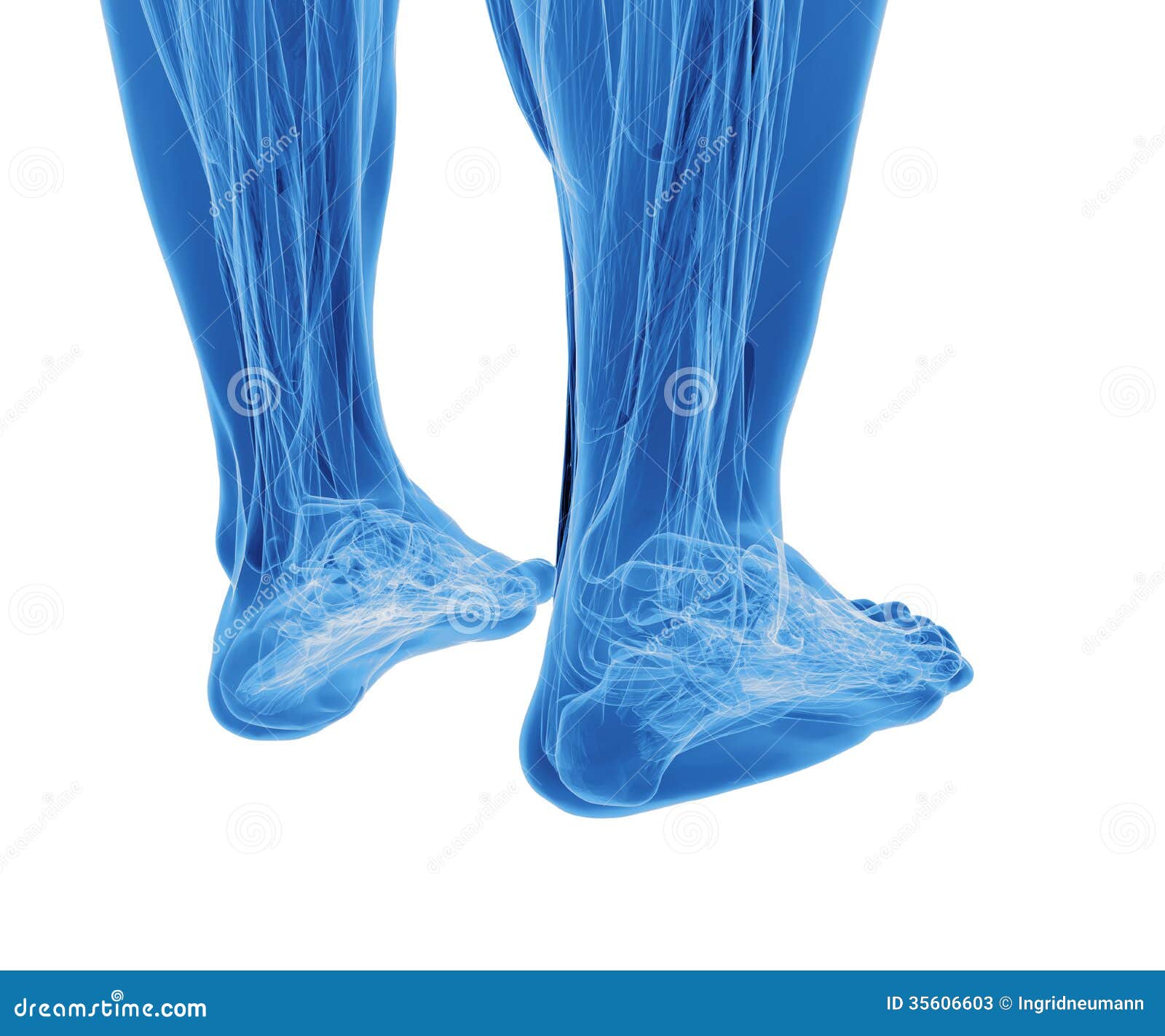 Anatomy of human Legs stock image. Image of ankle, blue - 35606603