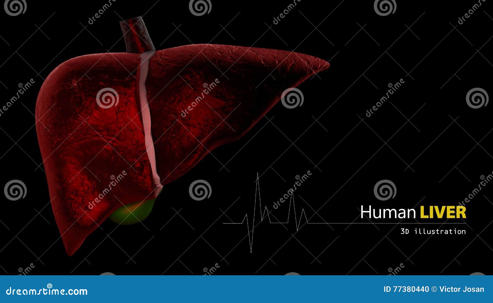 Anatomy of Human Liver on Black Background Stock Illustration ...