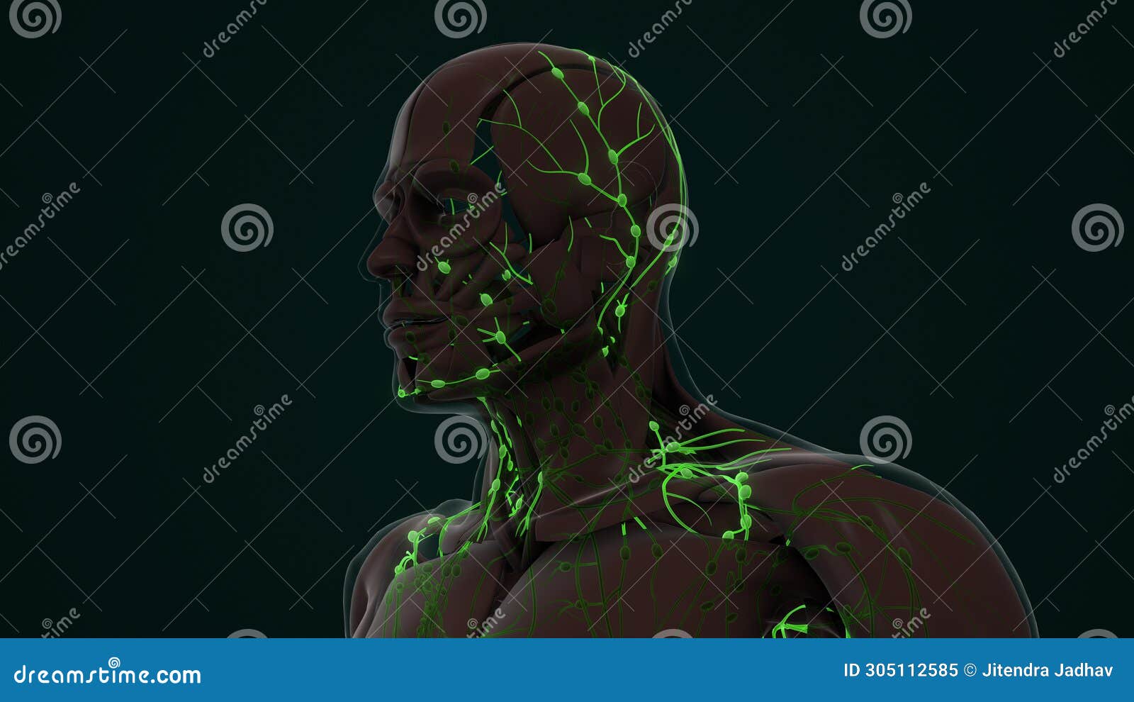 An Anatomy of the Human Lymphatic Stock Illustration - Illustration of ...