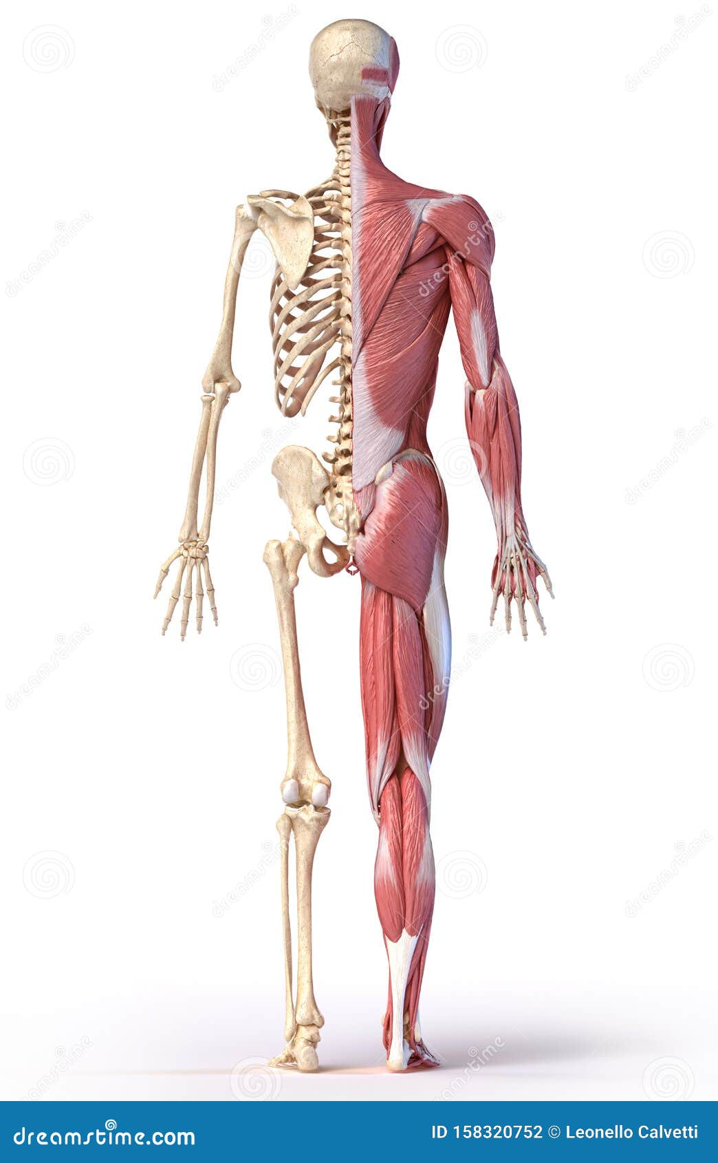 Anatomy of Human Male Muscular and Skeletal Systems, Back View Stock ... Anatomy of Human Male Muscular and Skeletal Systems, Back View Stock ...