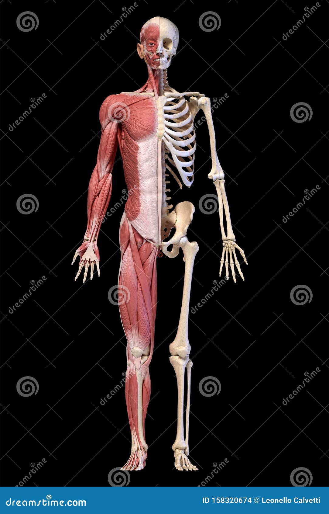 Anatomy of Human Male Muscular and Skeletal Systems, Front View Stock ... Anatomy of Human Male Muscular and Skeletal Systems, Front View Stock ...