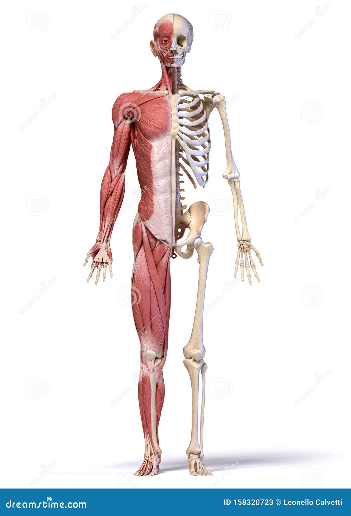 Anatomy of Human Male Muscular and Skeletal Systems, Front View Stock ... Anatomy of Human Male Muscular and Skeletal Systems, Front View Stock ...