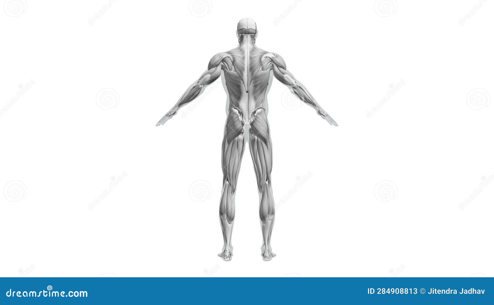 Anatomy of the Human Musclar System Stock Illustration - Illustration ...