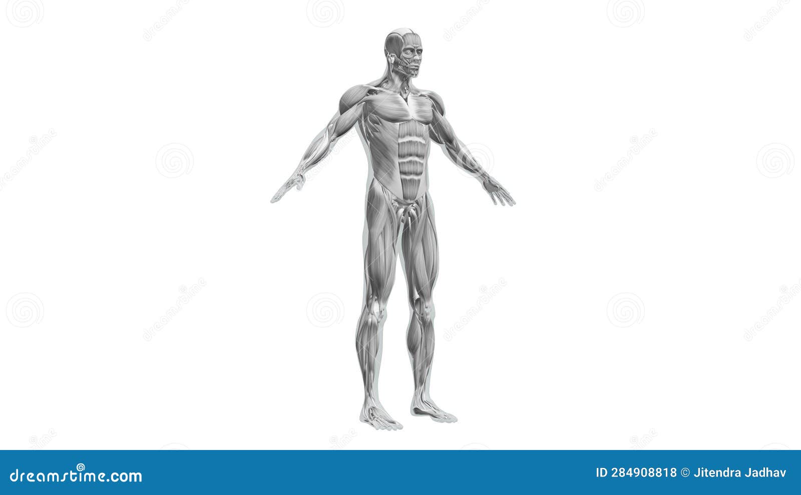 Anatomy of the Human Musclar System Stock Illustration - Illustration ...