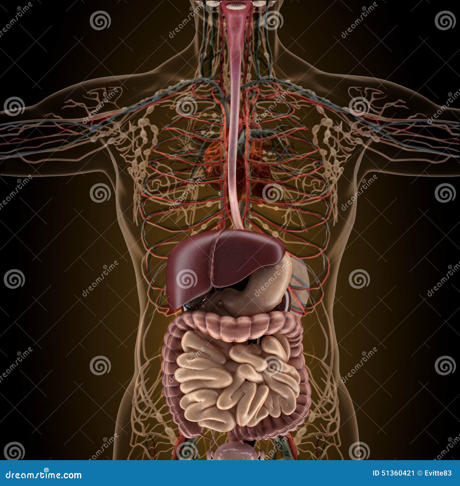 Anatomy of Human Organs in X-ray View Stock Illustration - Illustration ...
