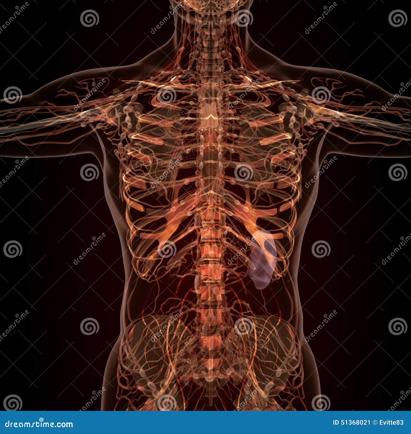 Anatomy of Human Organs in X-ray View Stock Illustration - Illustration ...