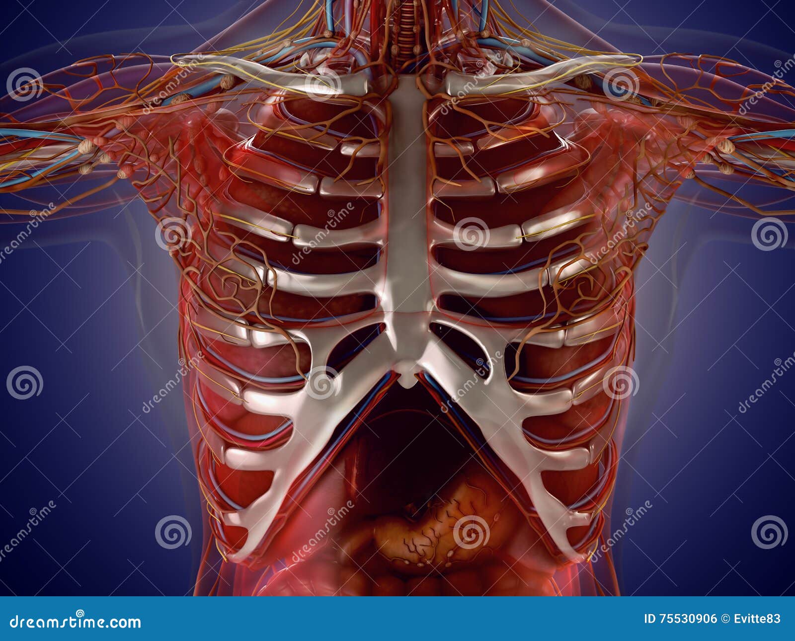 Anatomy of Human Organs in X-ray View. High Resolution Stock ...