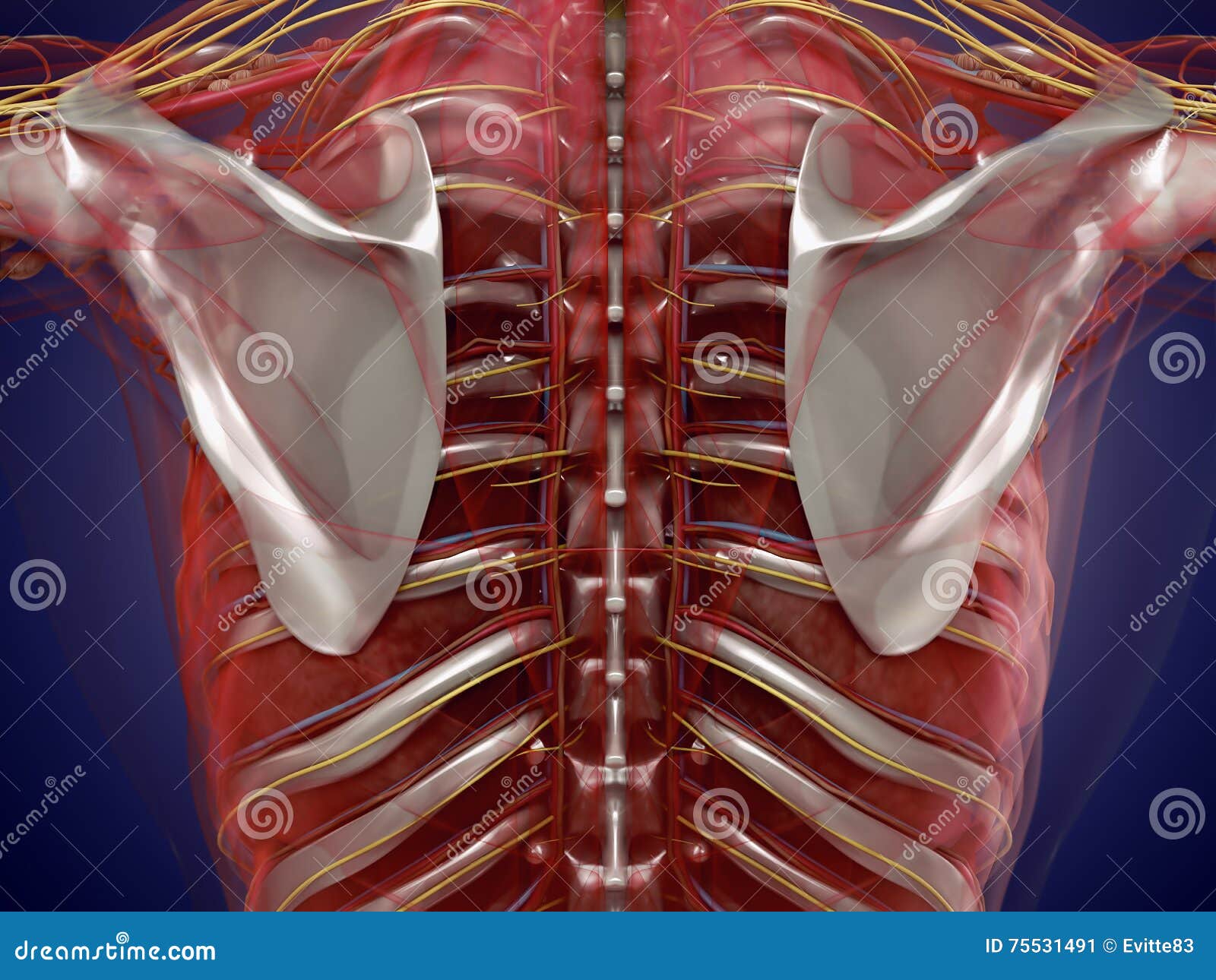 Anatomy of Human Organs in X-ray View. High Resolution Stock ...