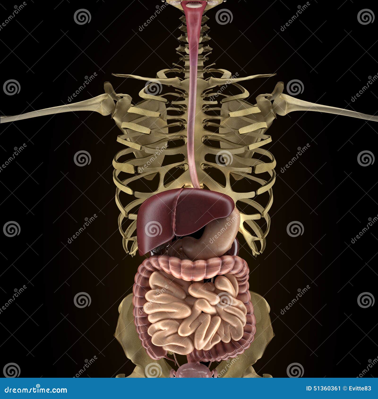 Anatomy Of Human Organs In X-ray View Stock Image | CartoonDealer.com ...