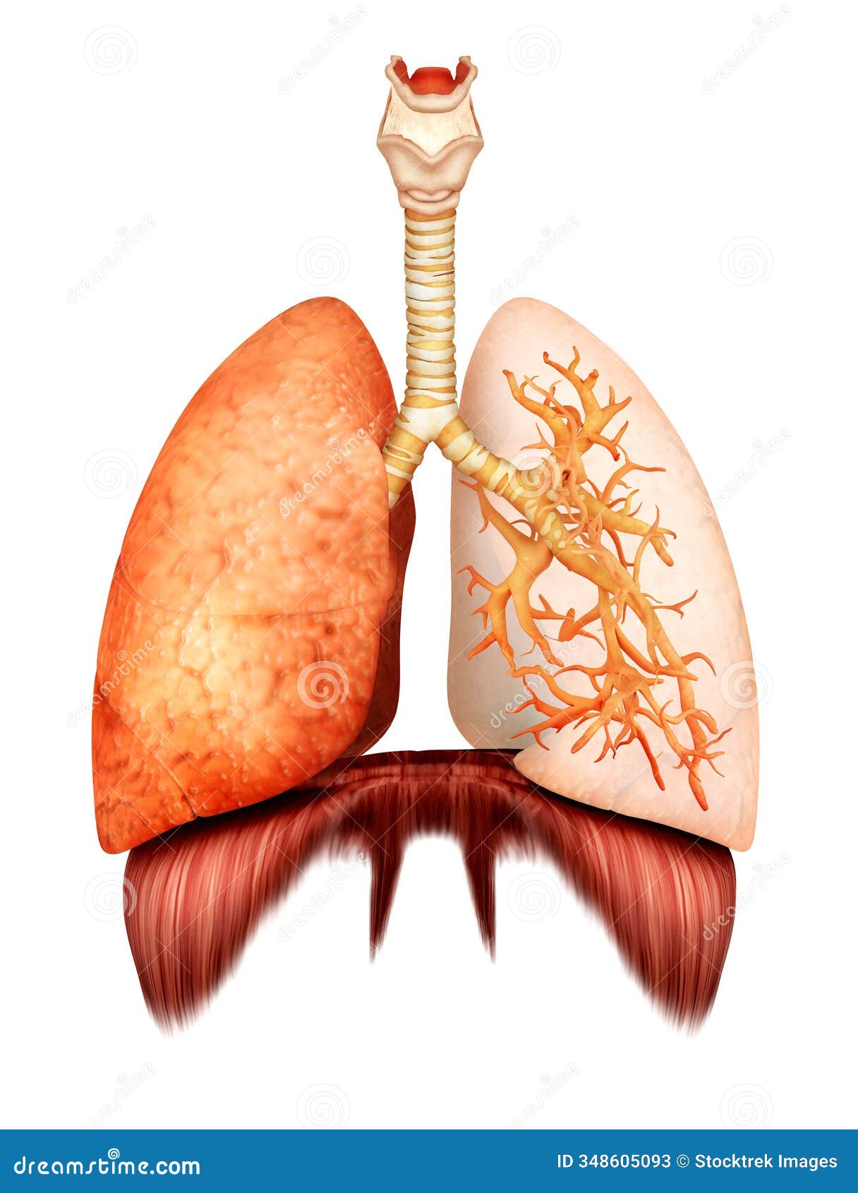 Anatomy of Human Respiratory System, Front View. Stock Illustration ...