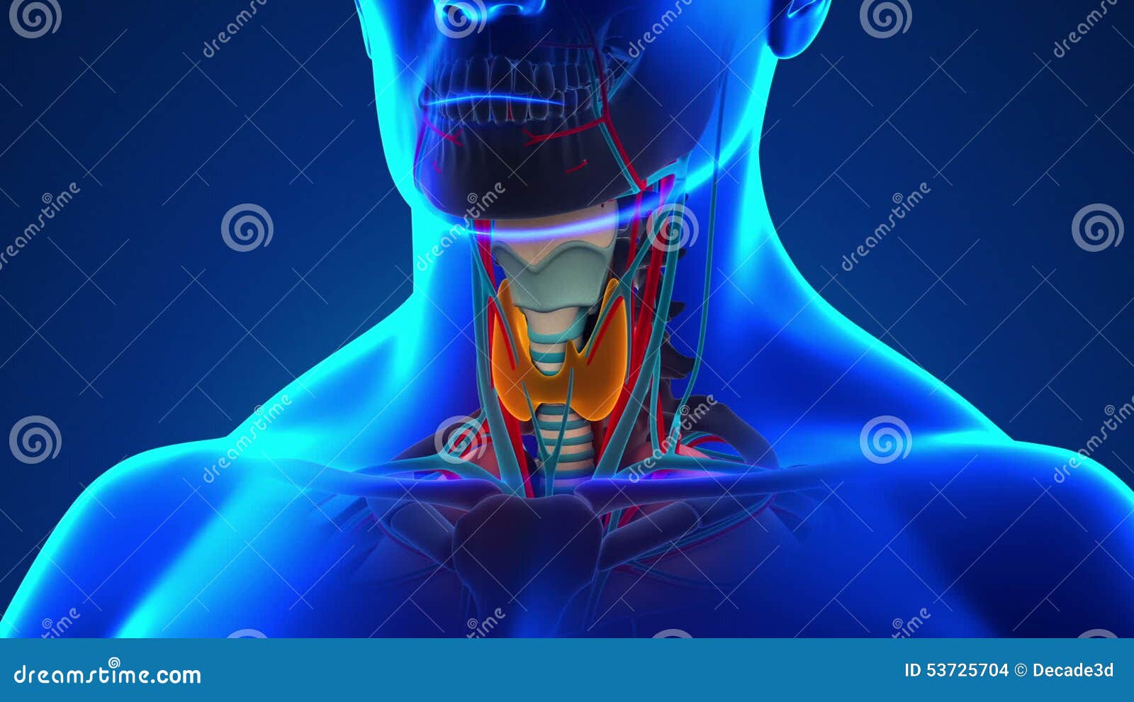 Anatomy of Human Thyroid - Medical X-Ray Scan Stock Footage - Video of ...