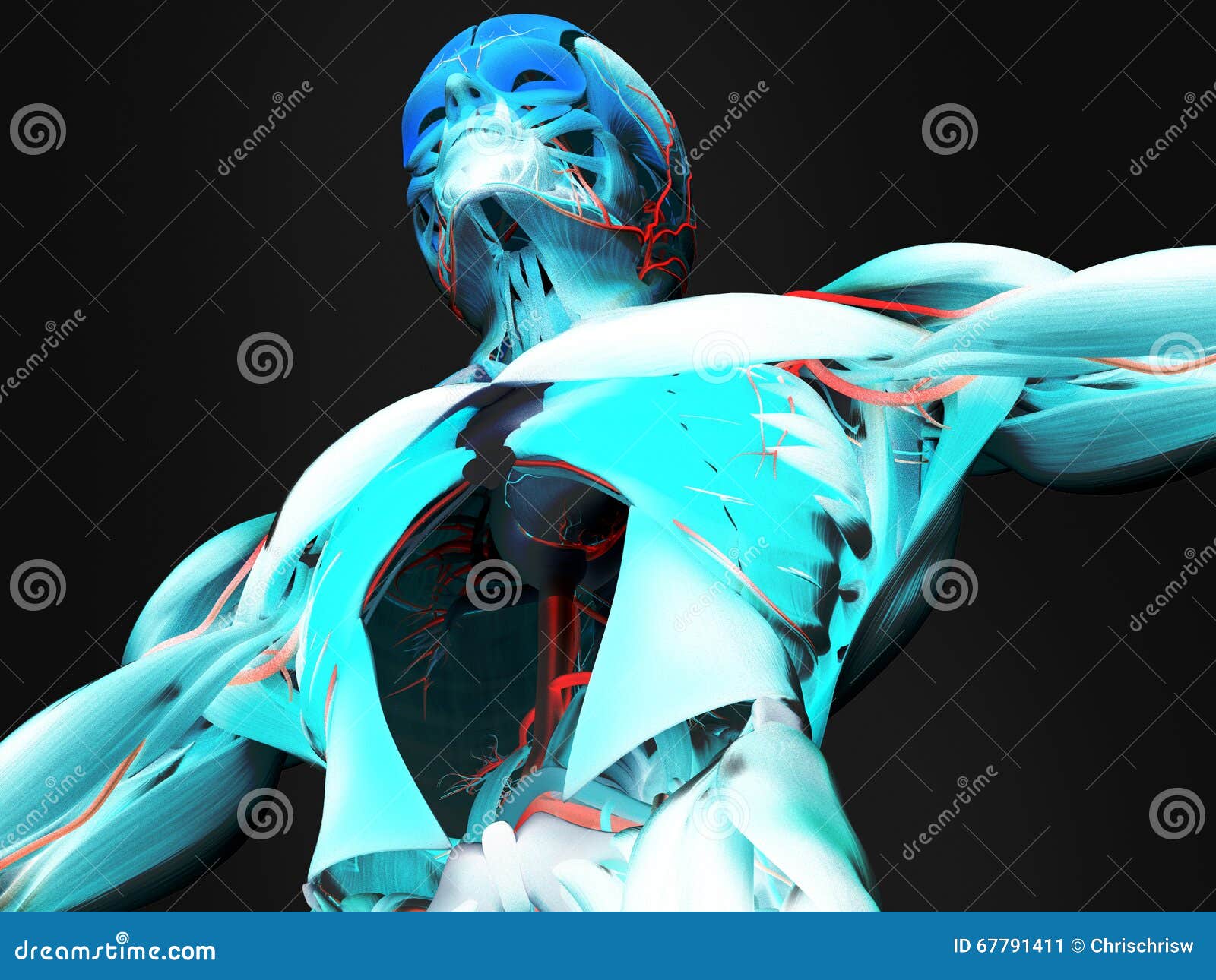 Anatomy of human torso stock illustration. Illustration of arteries ...