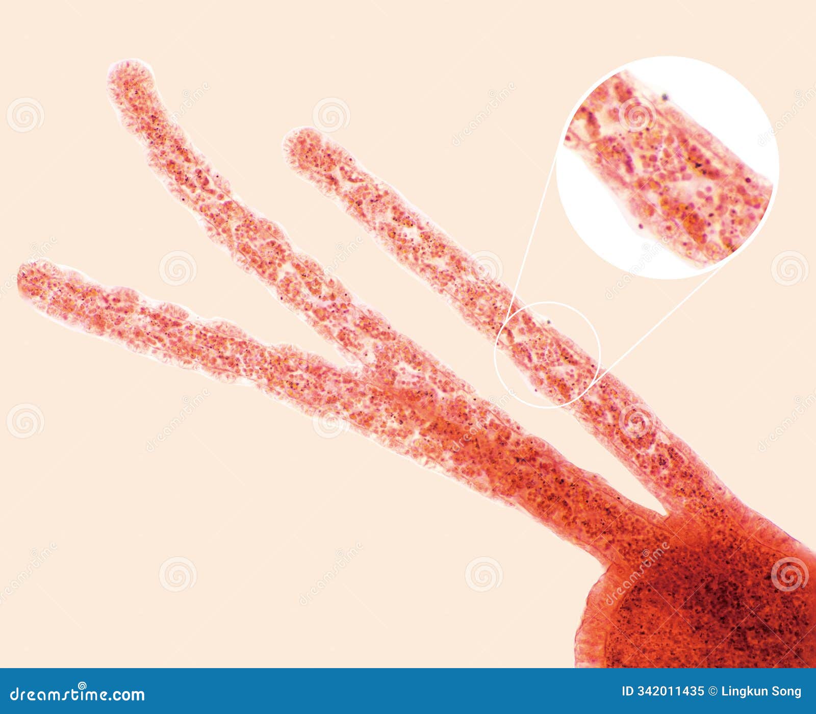 The anatomy of a hydra stock image. Image of eggs, pupae - 342011435