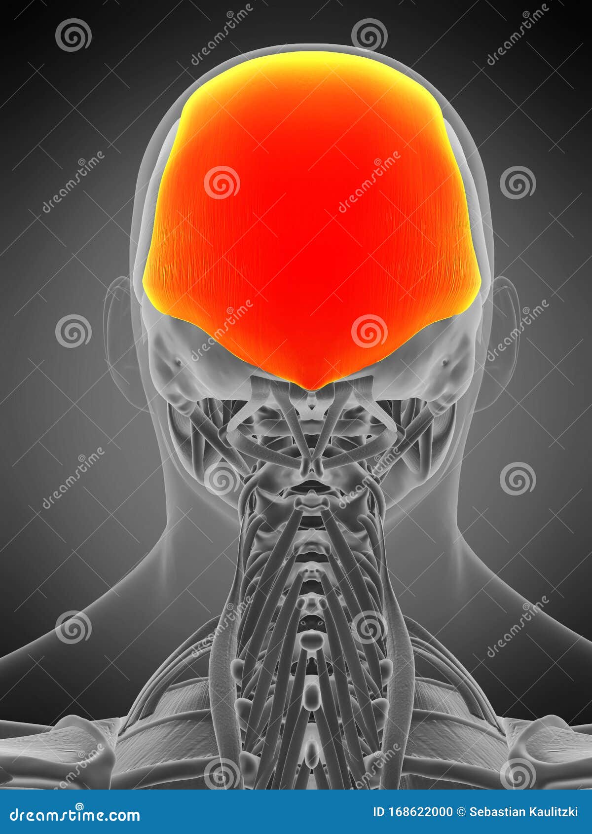 Anatomy Illustration - Frontalis Stock Illustration - Illustration of ...