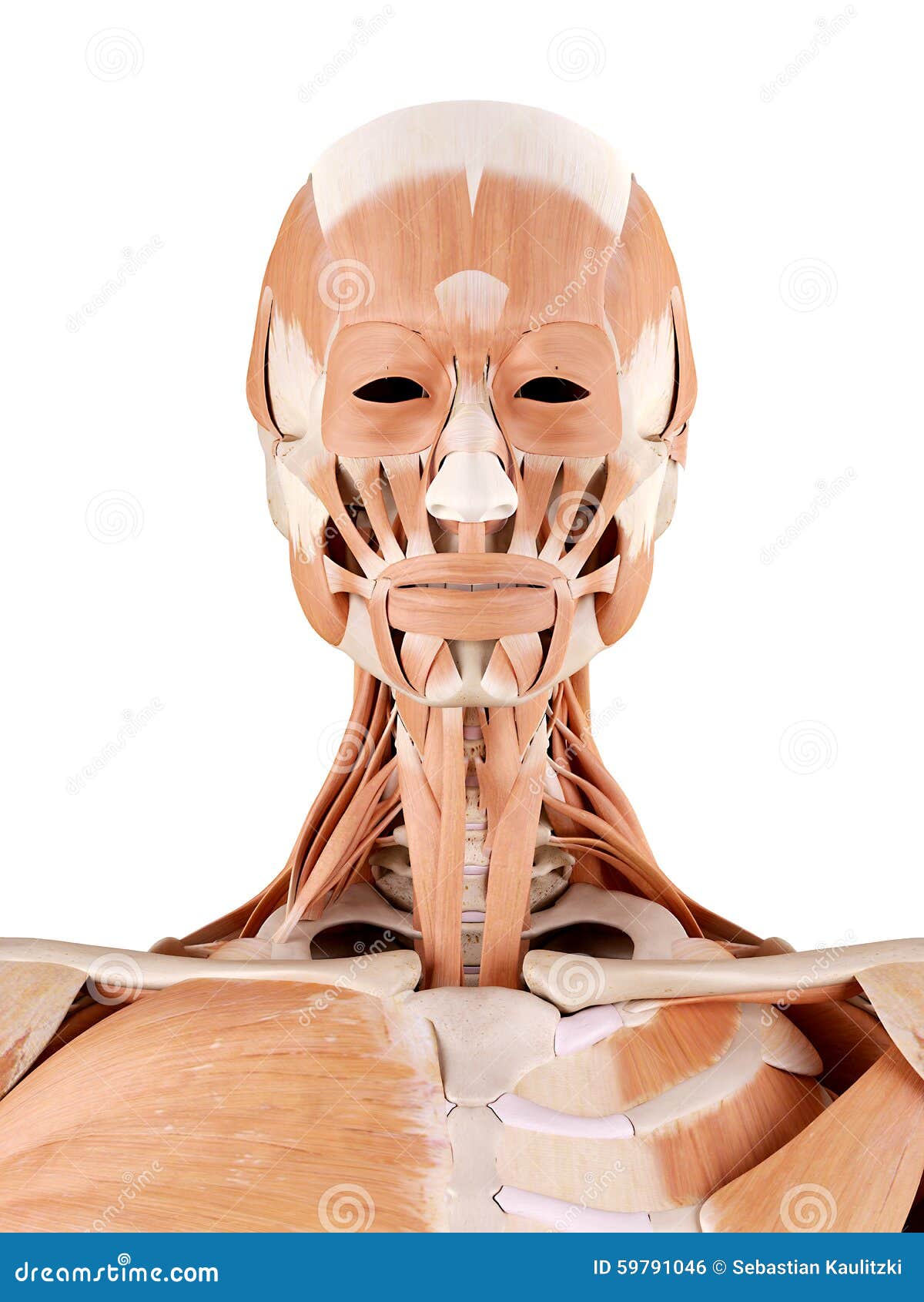 Anatomy Illustration - Neck Muscles Stock Illustration - Illustration ...