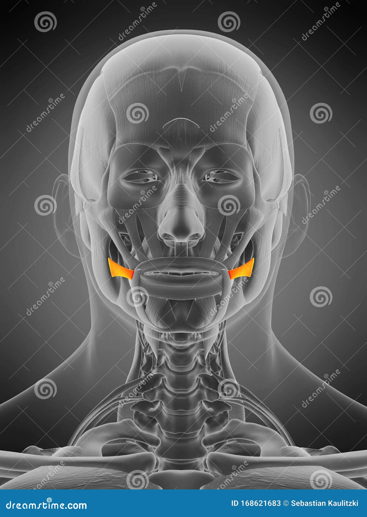 Risorius Muscle As Human Facial Expression Muscular System Outline ...