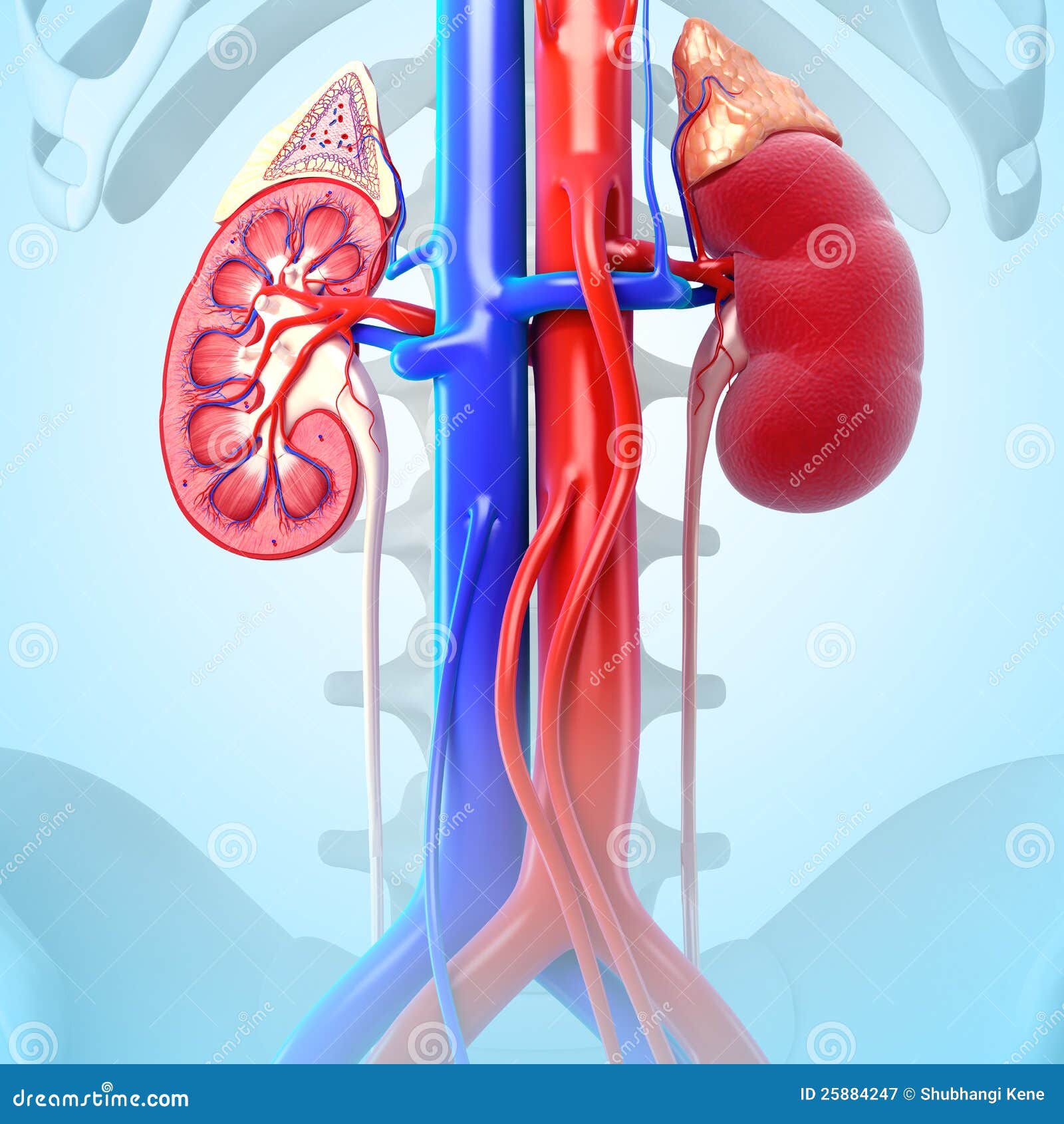 Anatomy of Kidney with One Kidney Cross Section Stock Illustration ...