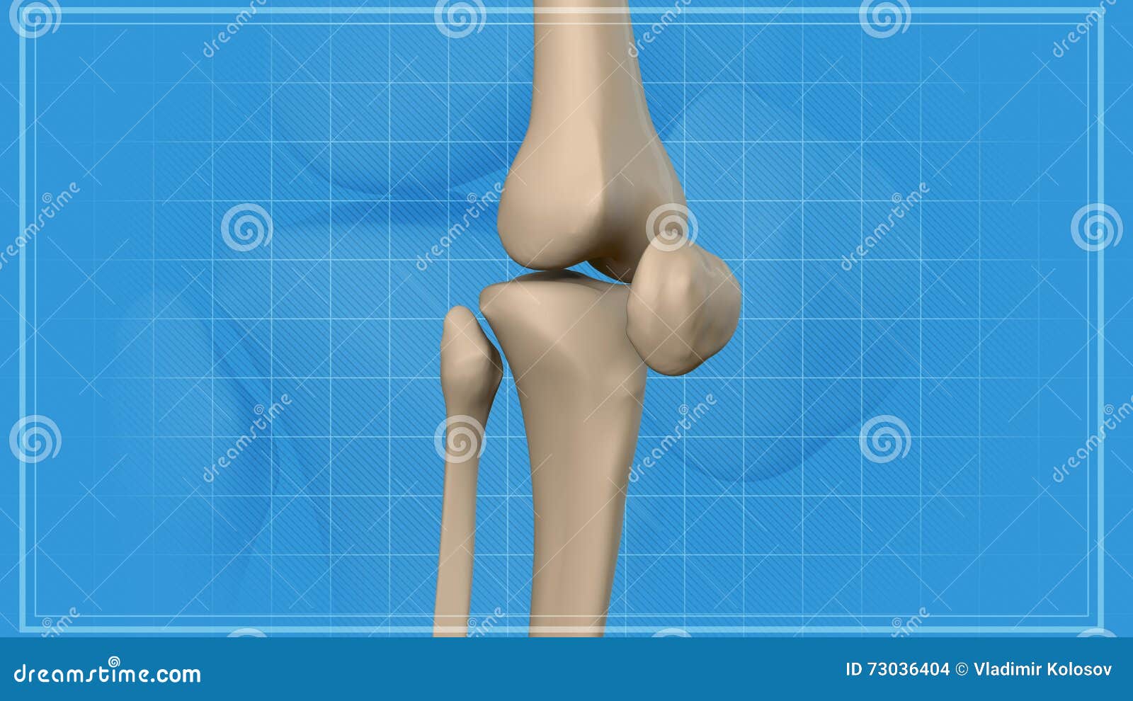 Anatomy of a Knee. Close-up Stock Illustration - Illustration of ...