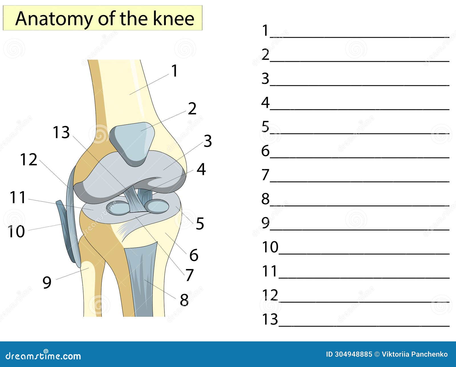 Anatomy. Knee Joint Cross Section Showing the Major Parts. Write Down ...