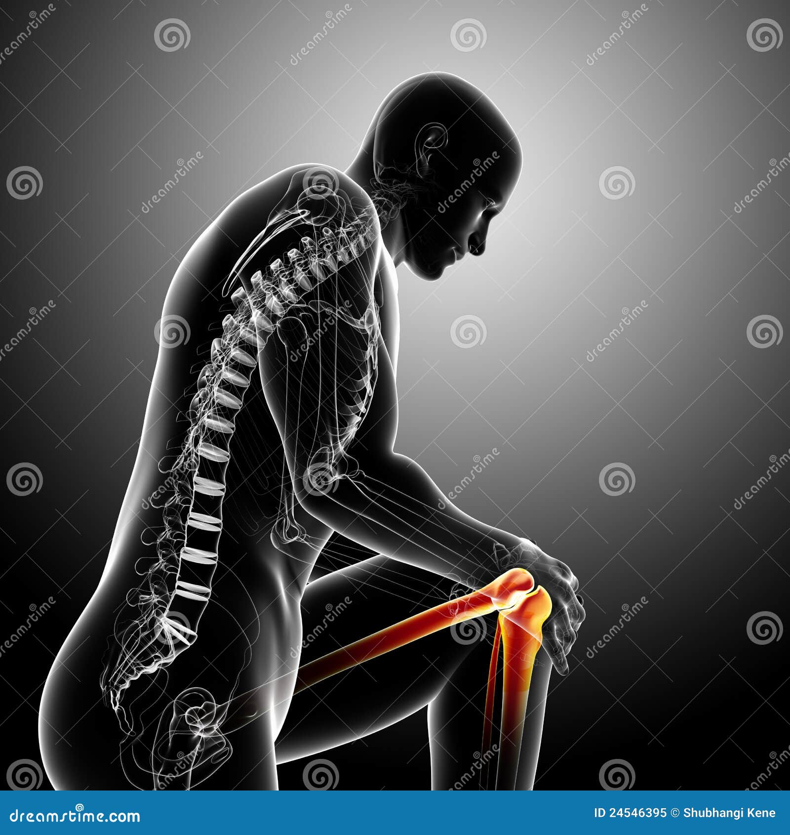 Anatomy Of The Knee Vector Illustration On White Background, Knee Joint ...