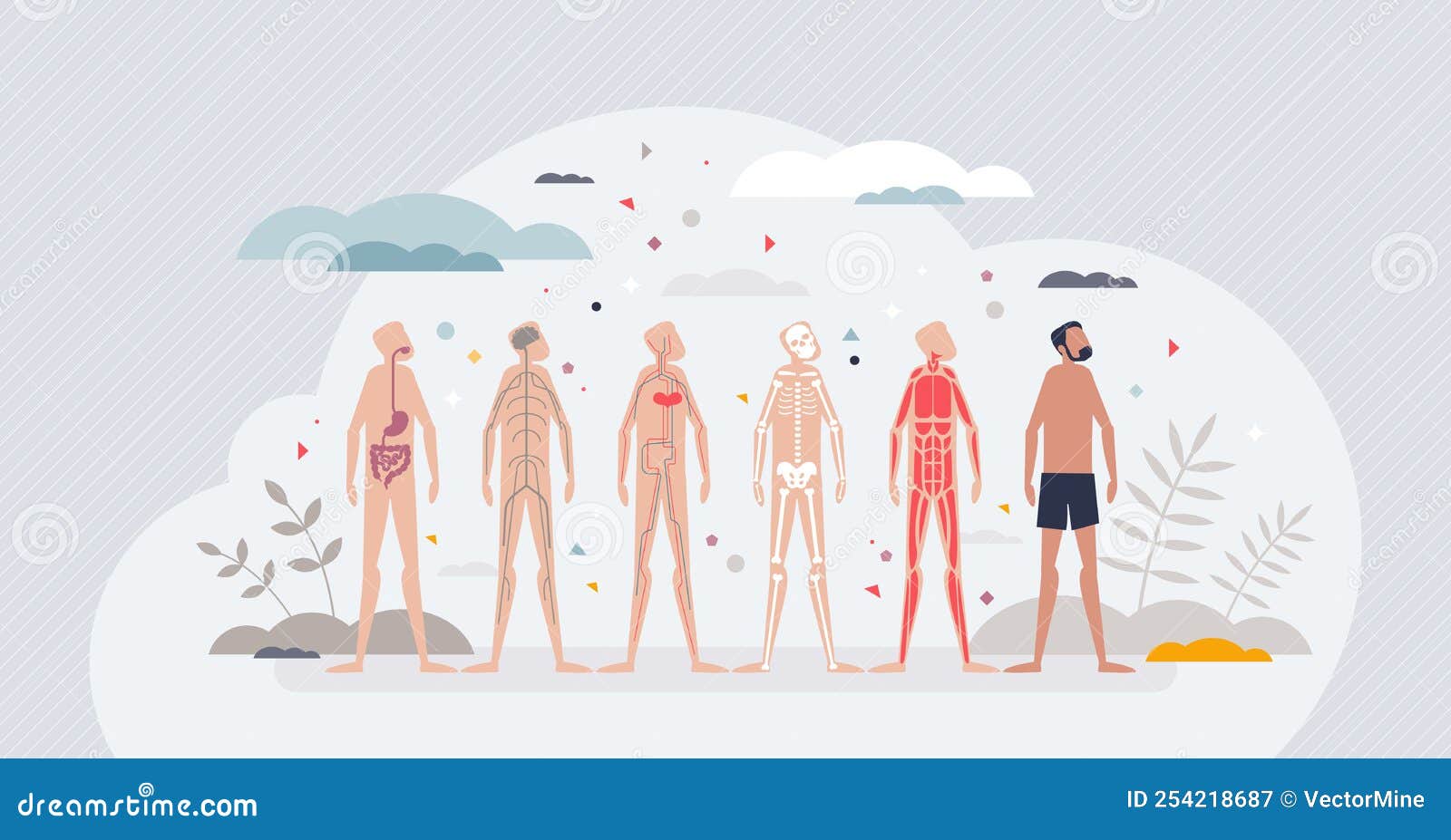 Anatomy Layers As Human Inner Systems Type Examples Tiny Person Concept ...