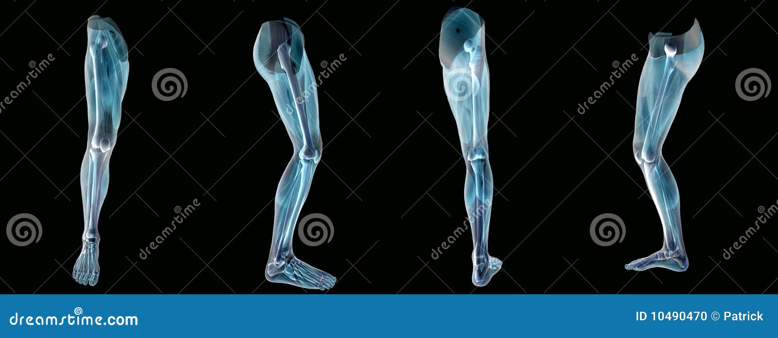 Anatomy an leg x-ray stock illustration. Illustration of anatomy - 10490470