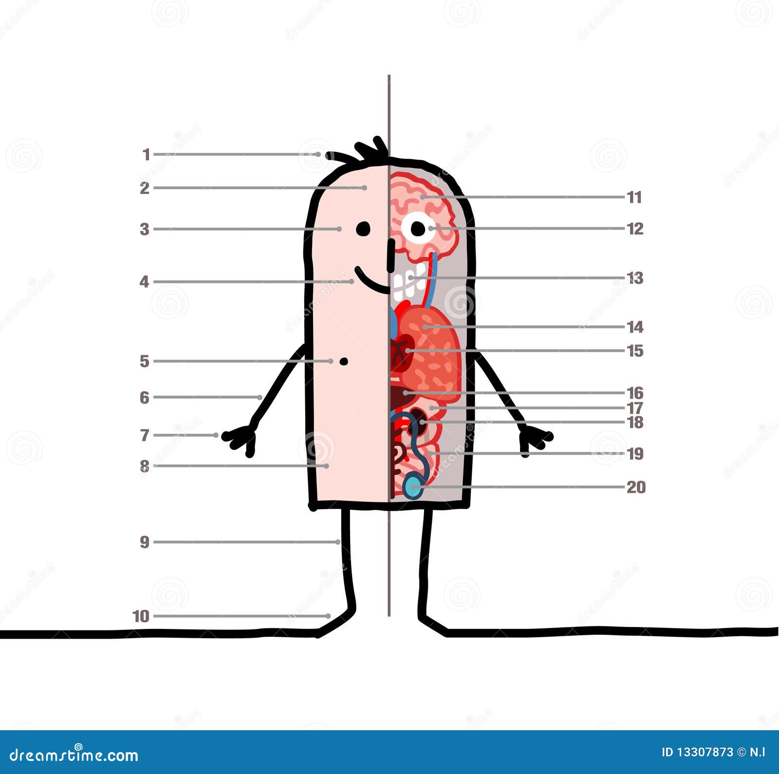 Anatomy Lesson At University. Teacher Talks About Internal Organs Of ...