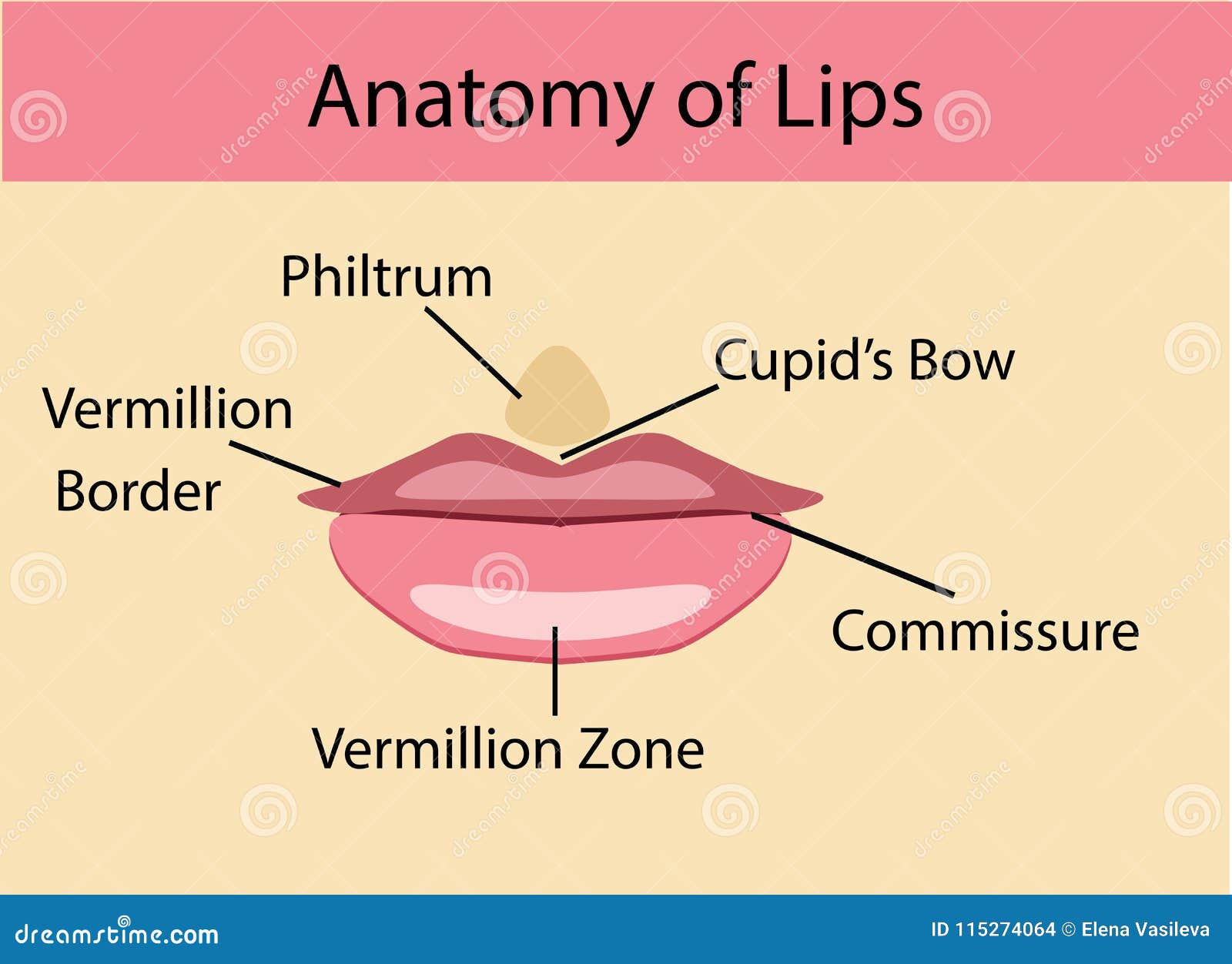 Anatomy of Lips, Vector Illustration Stock Vector - Illustration of ...