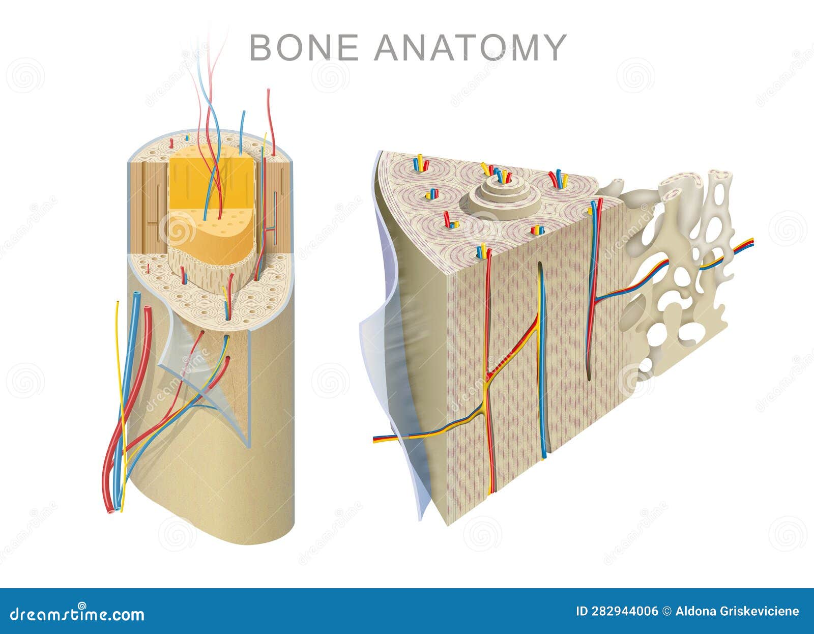 Anatomy of a Long Bone stock illustration. Illustration of lamellae ...