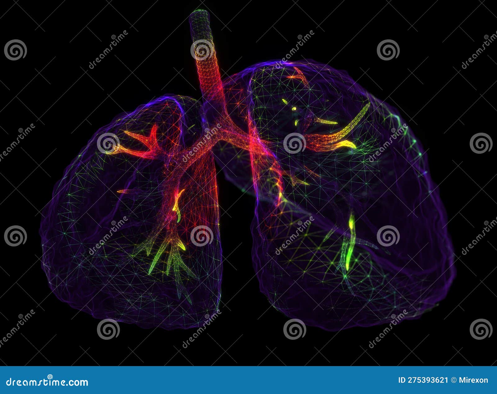 Anatomy of the Lungs of the Human Respiratory System Stock Illustration ...